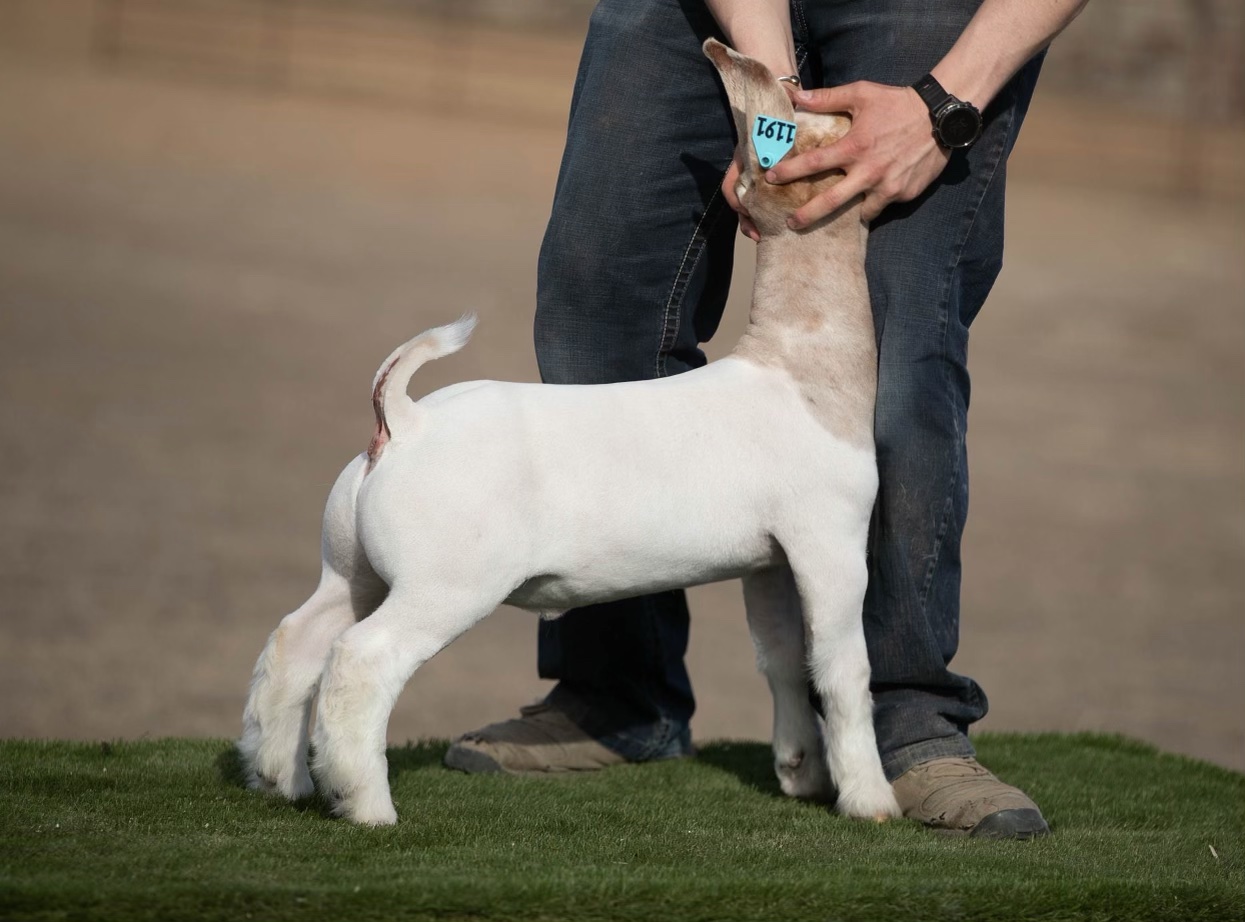 Sires - Bounds-Wheeler Show Goats