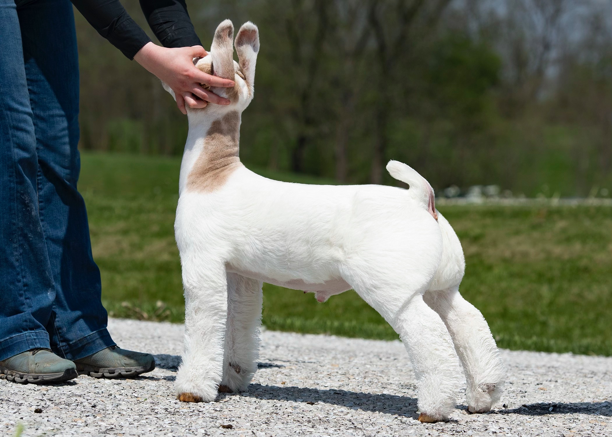 Sires - Bounds-Wheeler Show Goats