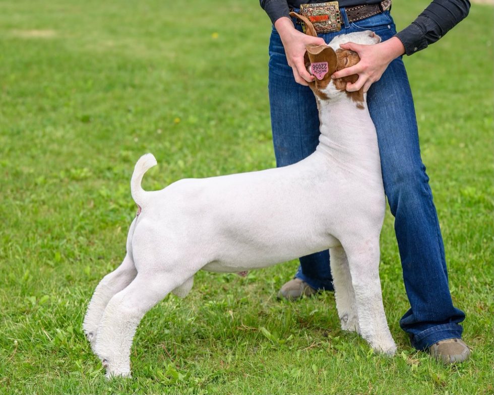Sires - Bounds-Wheeler Show Goats